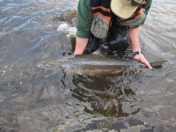 pukka LAPPLAND: Großlachsfischen! | Guided-Fishing.com